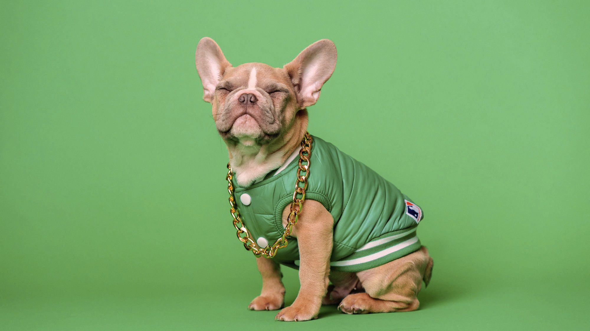 Shape Perception and Build Trust in Your Dog Breeding Program